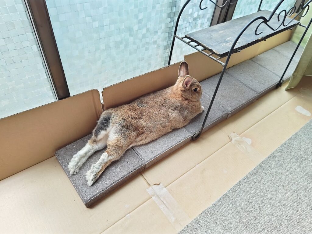 ホームセンターのタイルでひんやり - うさぎのオヤツ Timocco通信